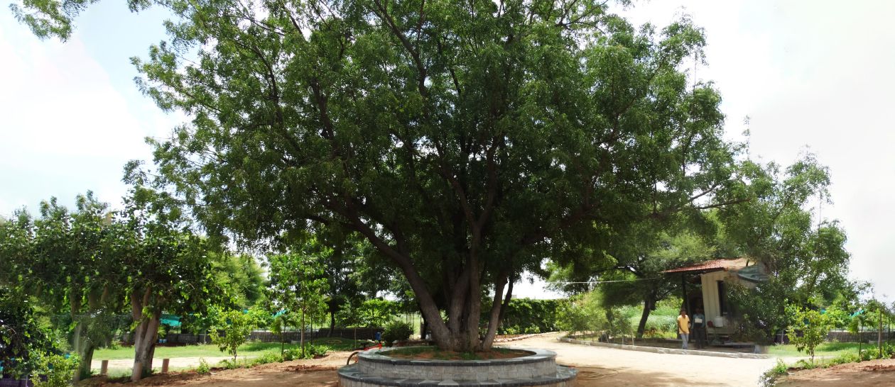 Biophilic Design: Connecting Nature and Architecture - Heartfulness ...