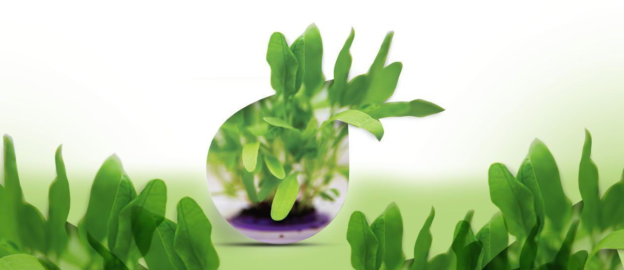 Hydroponics - Heartfulness Magazine : Heartfulness Magazine ...