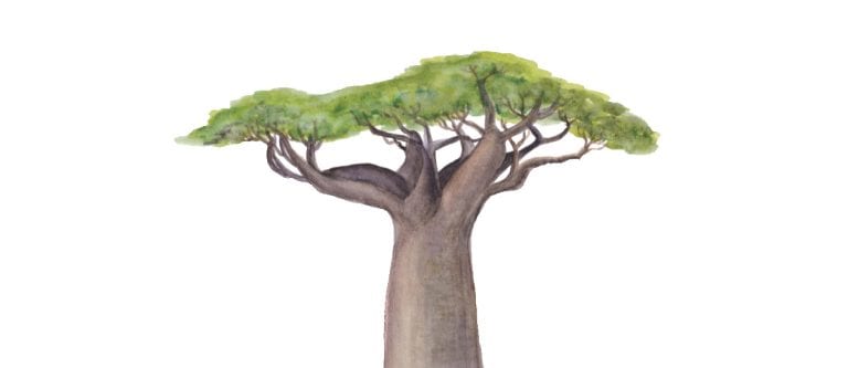 Some amazing medicinal plants - the Baobab tree - Heartfulness Magazine ...