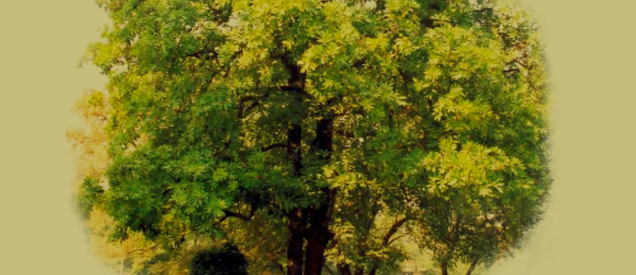 Discover Saptaparni: Medicinal Tree with Spiritual Significance ...