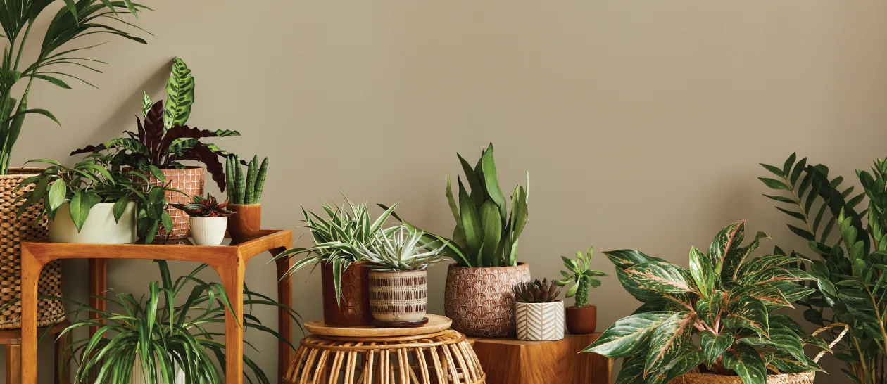 Biophilia: Indigenous and indoor plants - Heartfulness Magazine ...