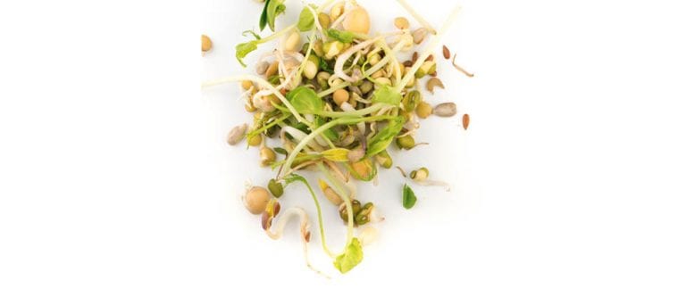 Spring sprouts - Heartfulness Magazine : Heartfulness Magazine ...